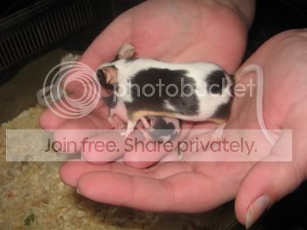 raton tricolor (mus musculus) | Fauna Exótica