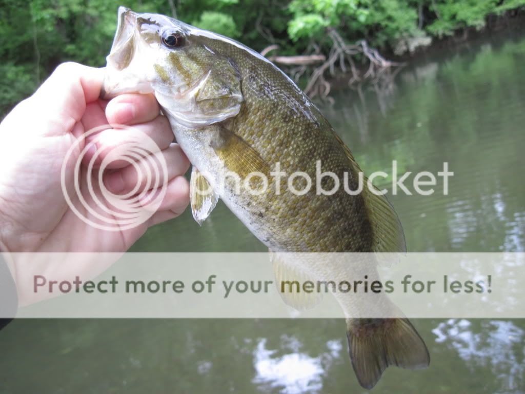 Brown Lining for Brown Bass